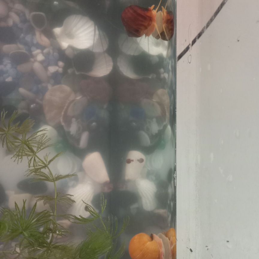 Улитки аквариумные