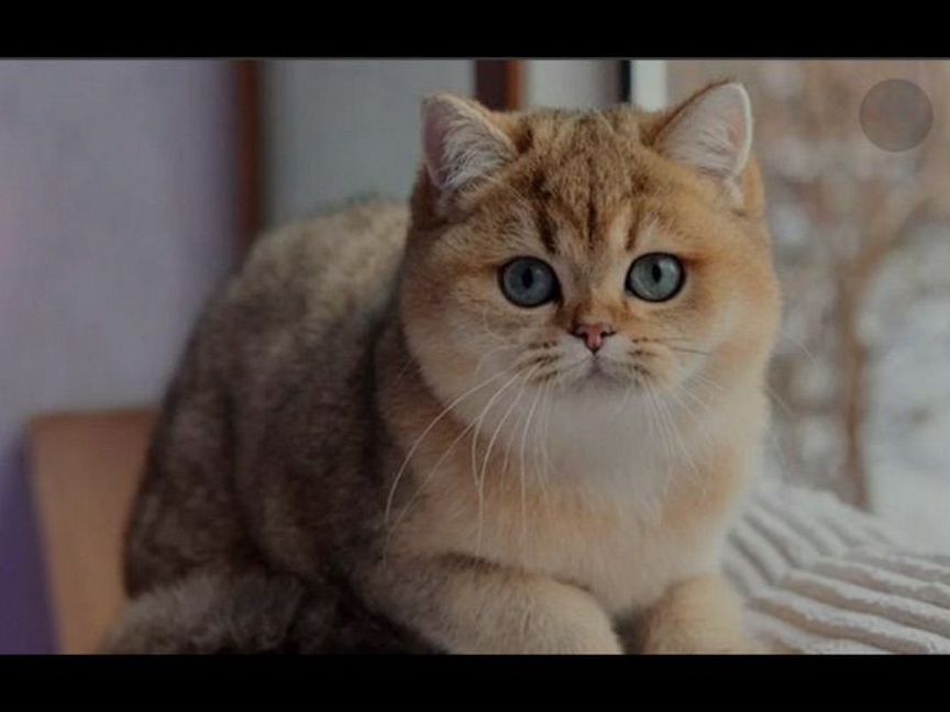 Кошечка Британская шиншилла