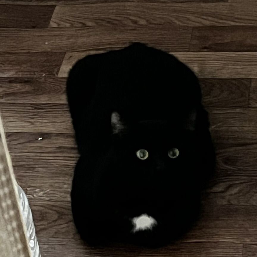 Котята в добрые руки 8 месяцев
