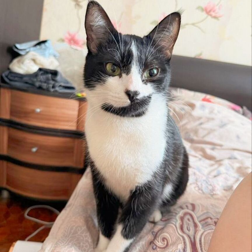 Отдам бесплатно кота в добрые руки