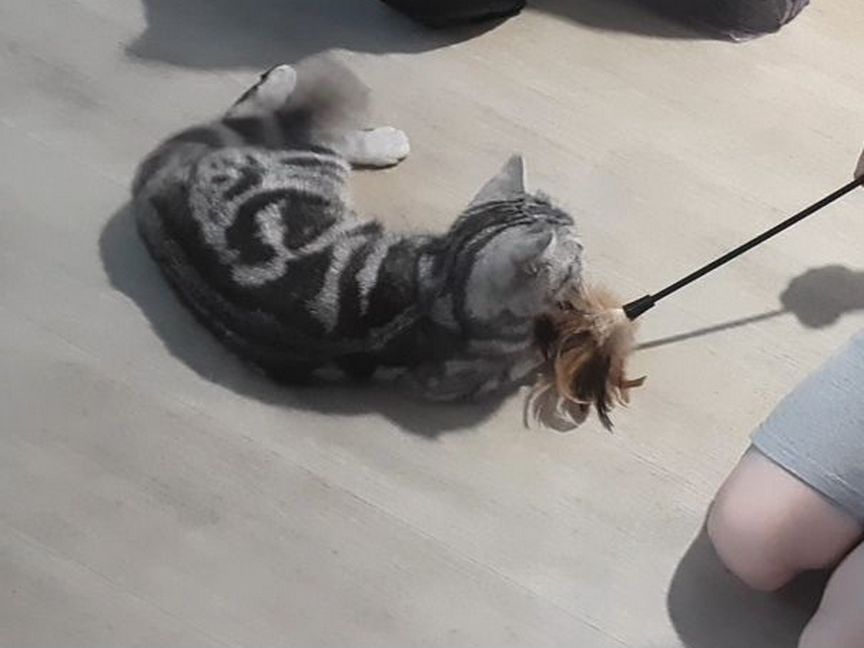 Вязка, симпатичная кошечка