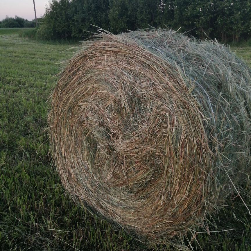 Сено в рулонах 2024