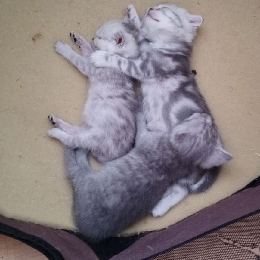 Шотландский вислоухий короткошёрстный котёнок