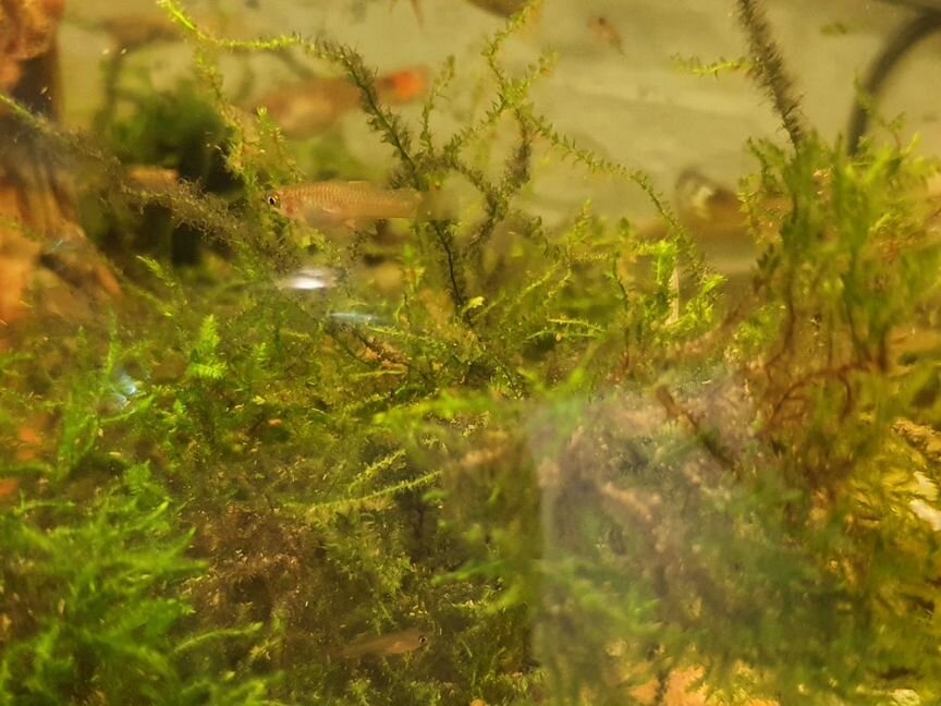 Гуппи мальки