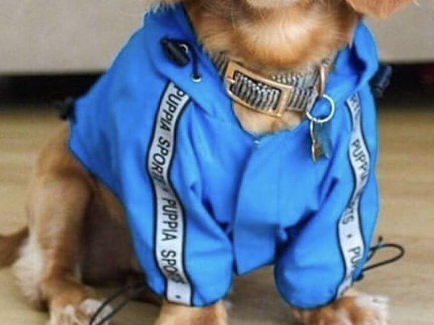 Новый дождевик для собак Puppia XXL
