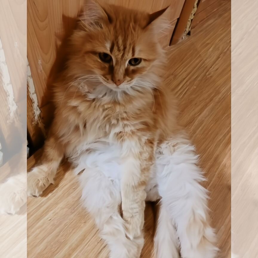 Сибирский, взрослый кот