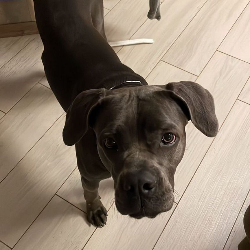 Отдам кане корсо