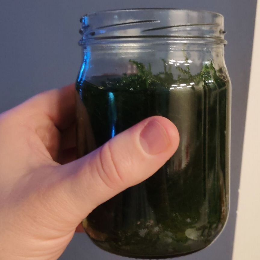 Мох для аквариума