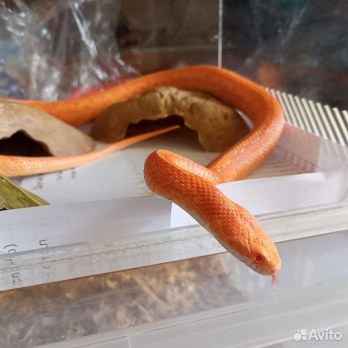 Маисовый полоз Самка Файр Тессера с террариумом