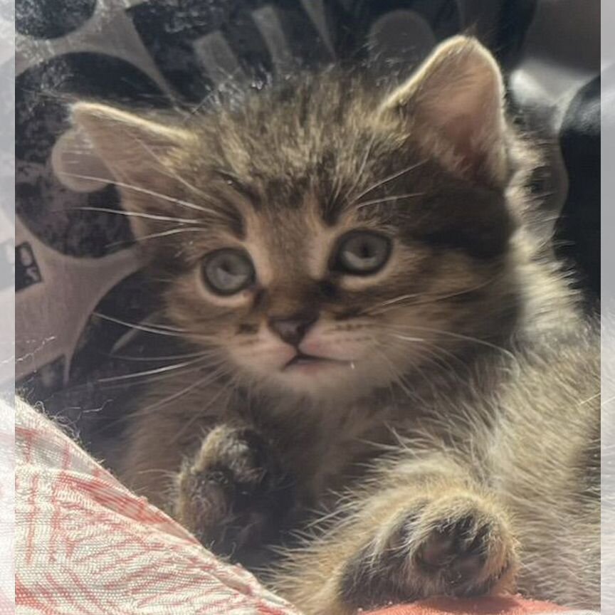 Котёнок в добрые руки