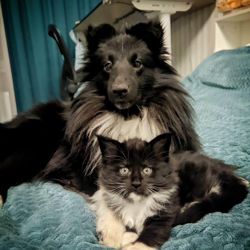 Крупные котята Мейн-кун для ценителей породы