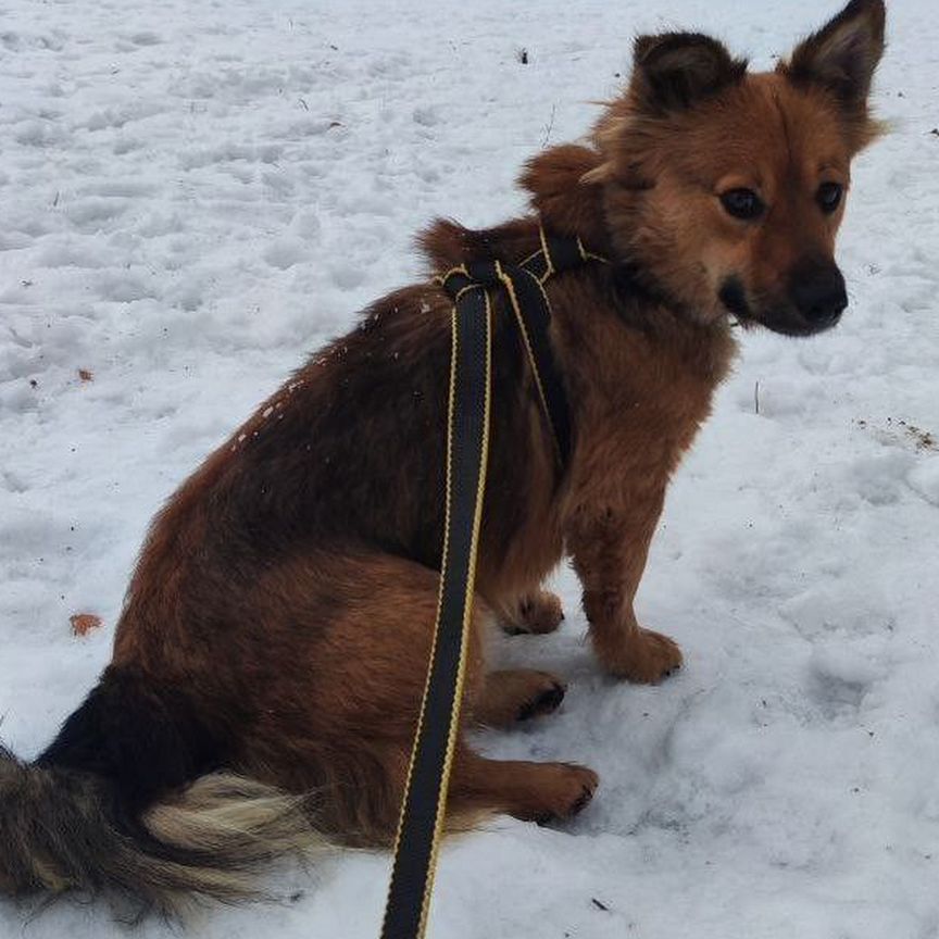 Маленький пёсик ищет дом