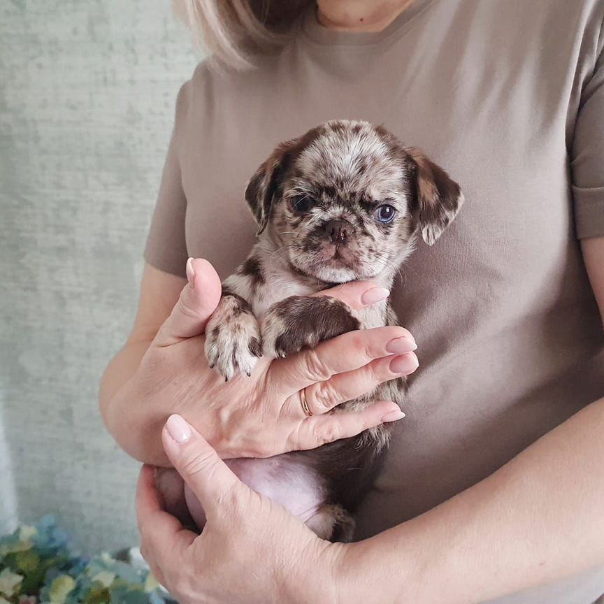 Щенки пти брабансона