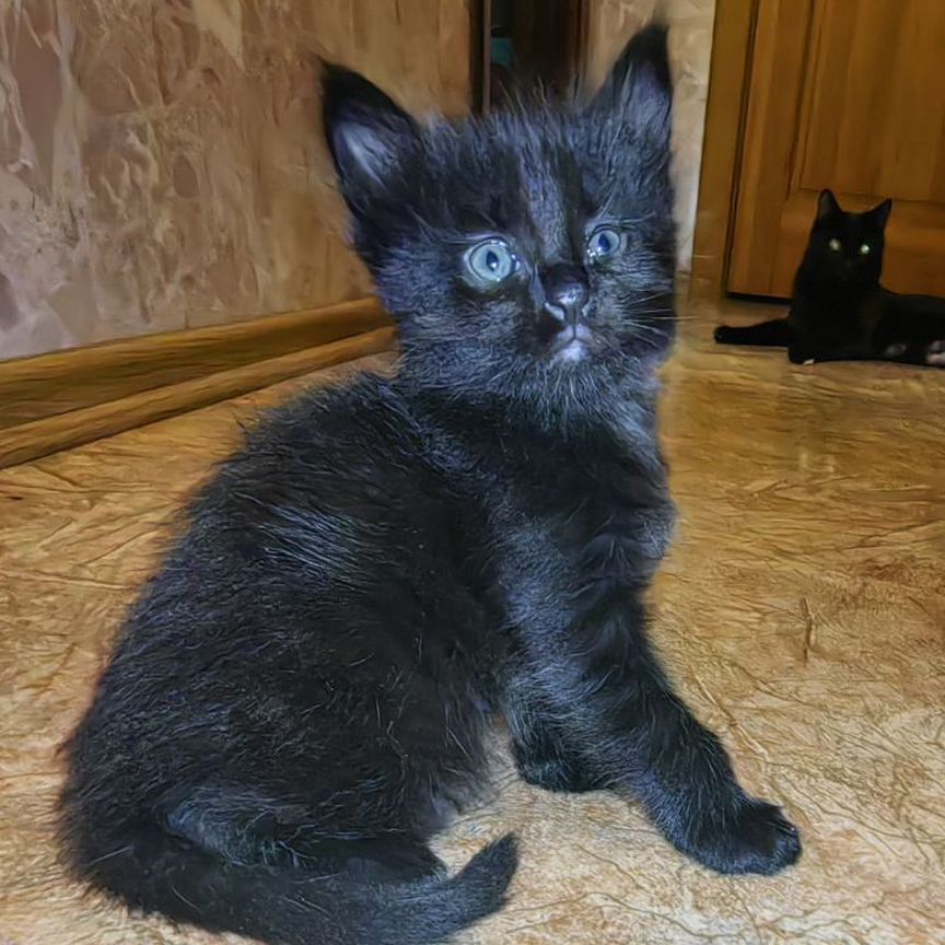 Мейн-кун котёнок