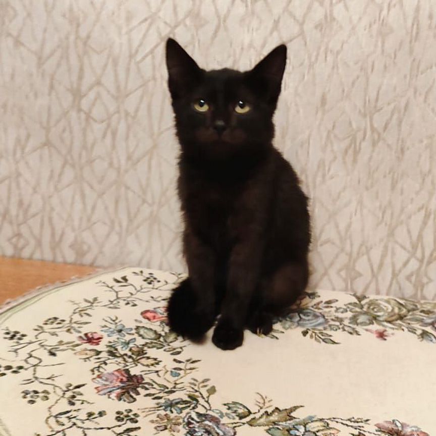 Отдам кота в добрые руки
