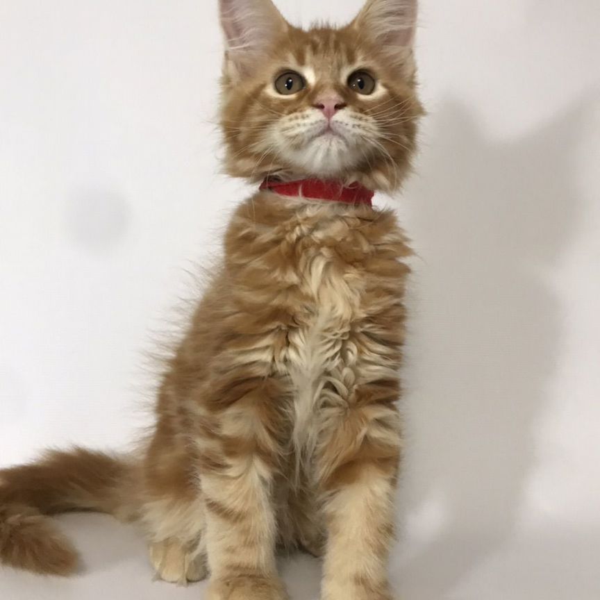 Кошечки мейн-кун в разведение или в любимцы