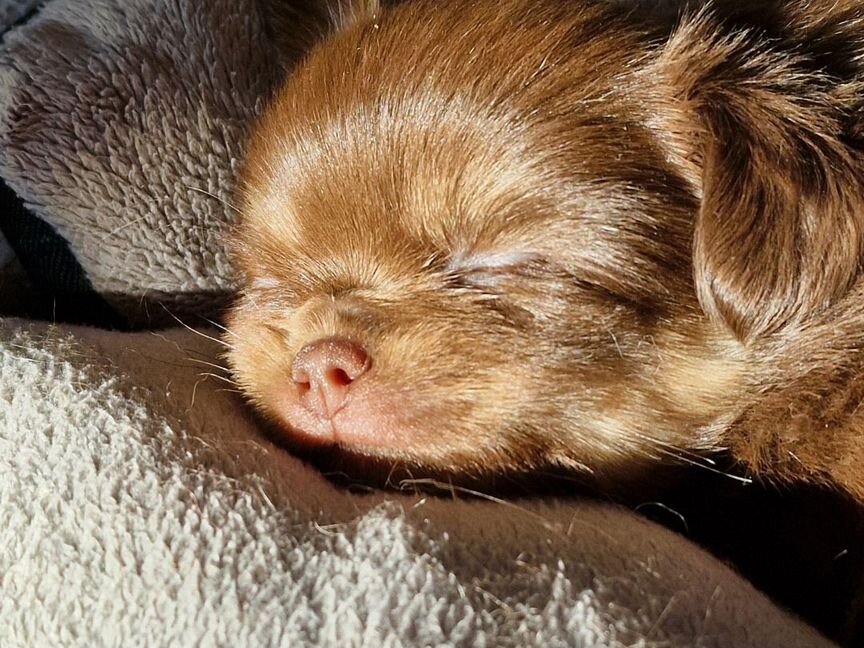 Щенки чихуахуа длинношерстные