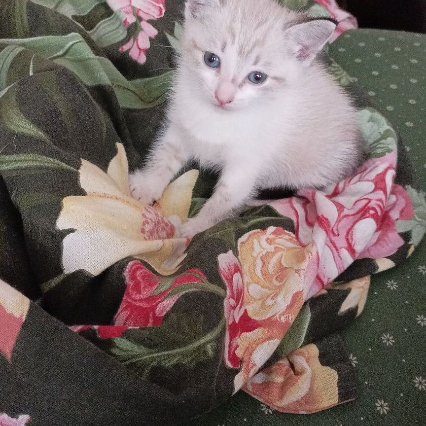 Котята в добрые руки бесплатно