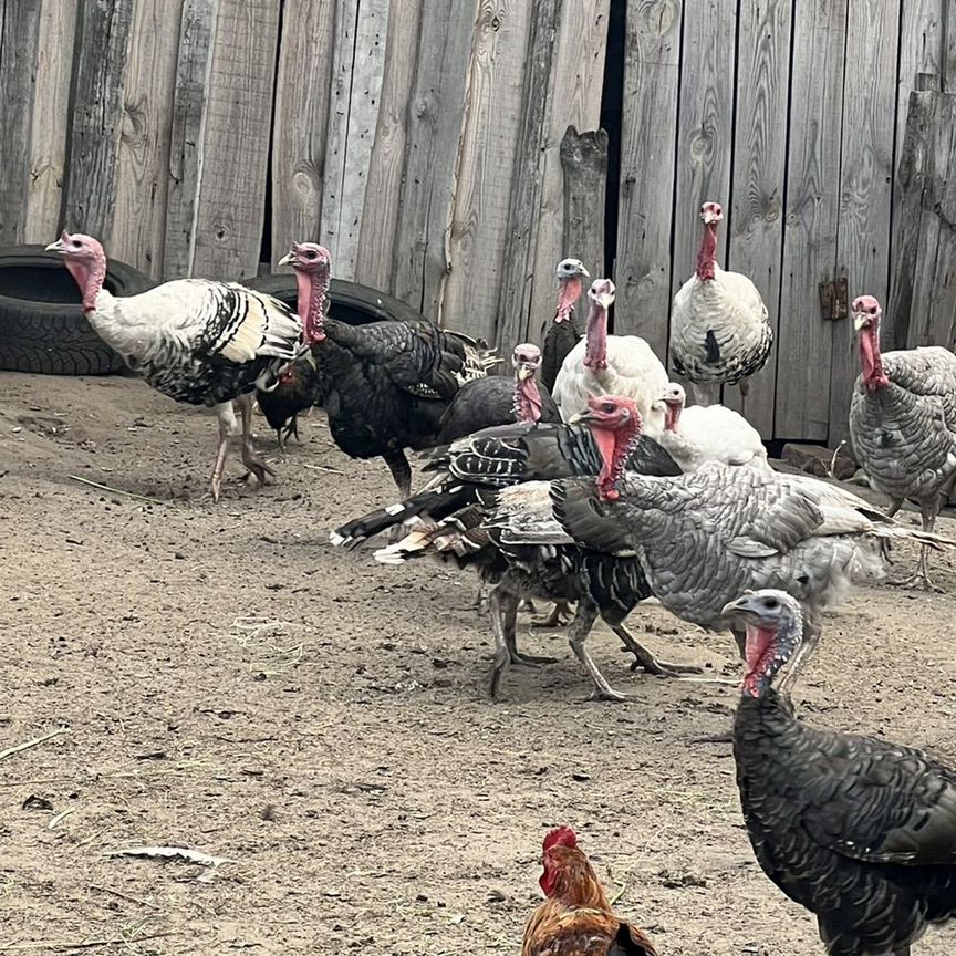 Индюки домашние