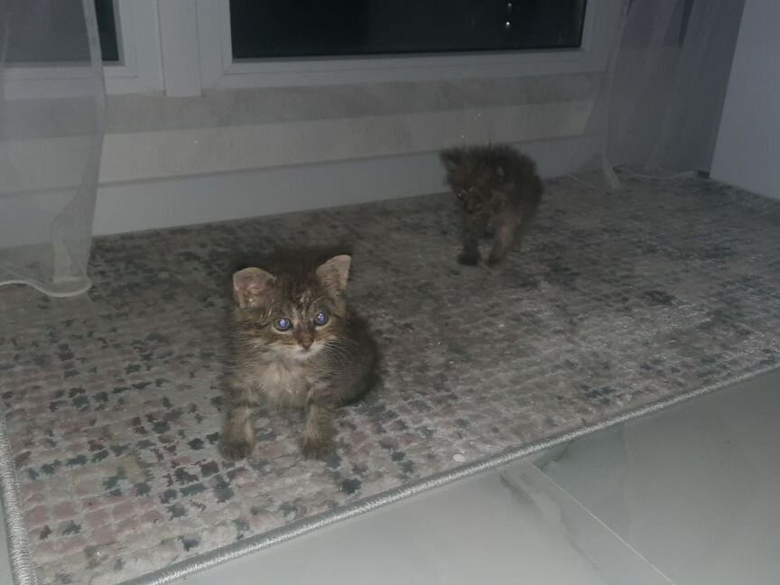 Отдам в добрые руки котят
