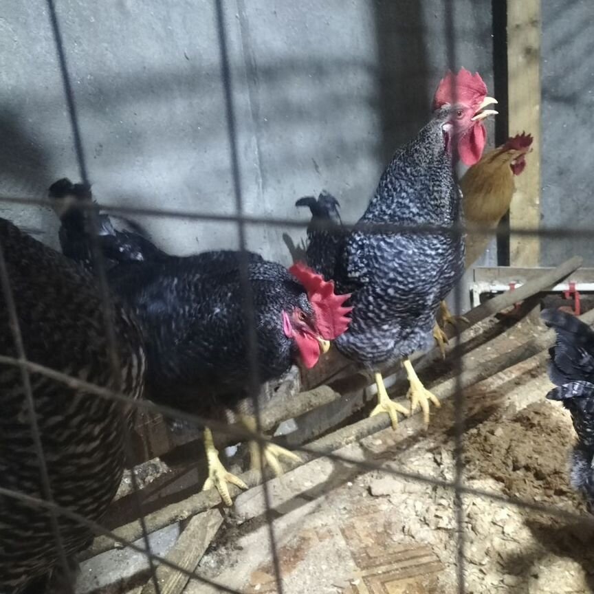 Молодые петушки