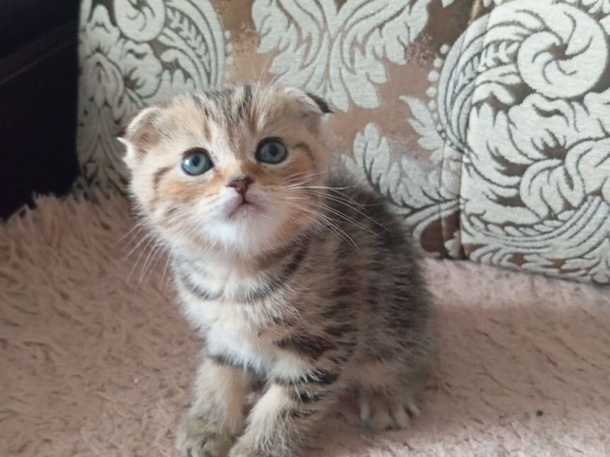 Шотландские