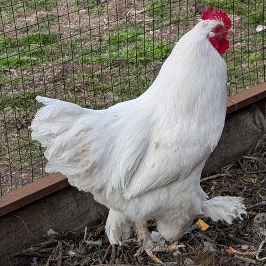 Продам петуха Брама