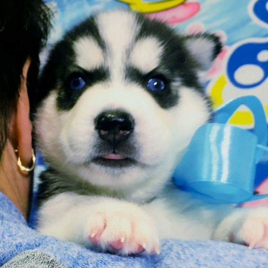 Большой выбор щенков хаски