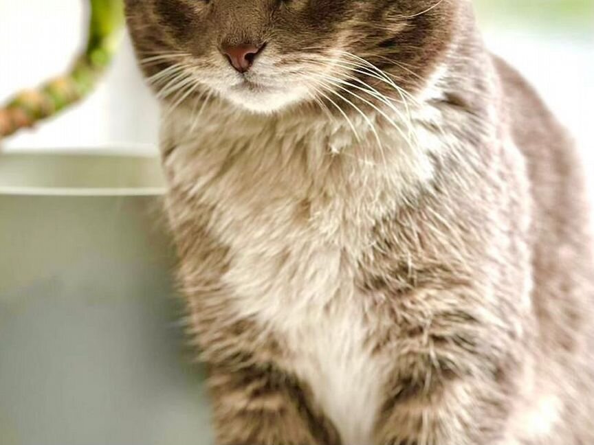 Котик мышелов добрые руки