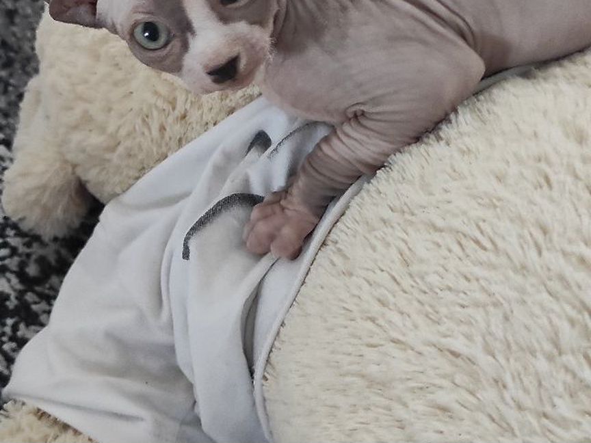 Канадский сфинкс котята