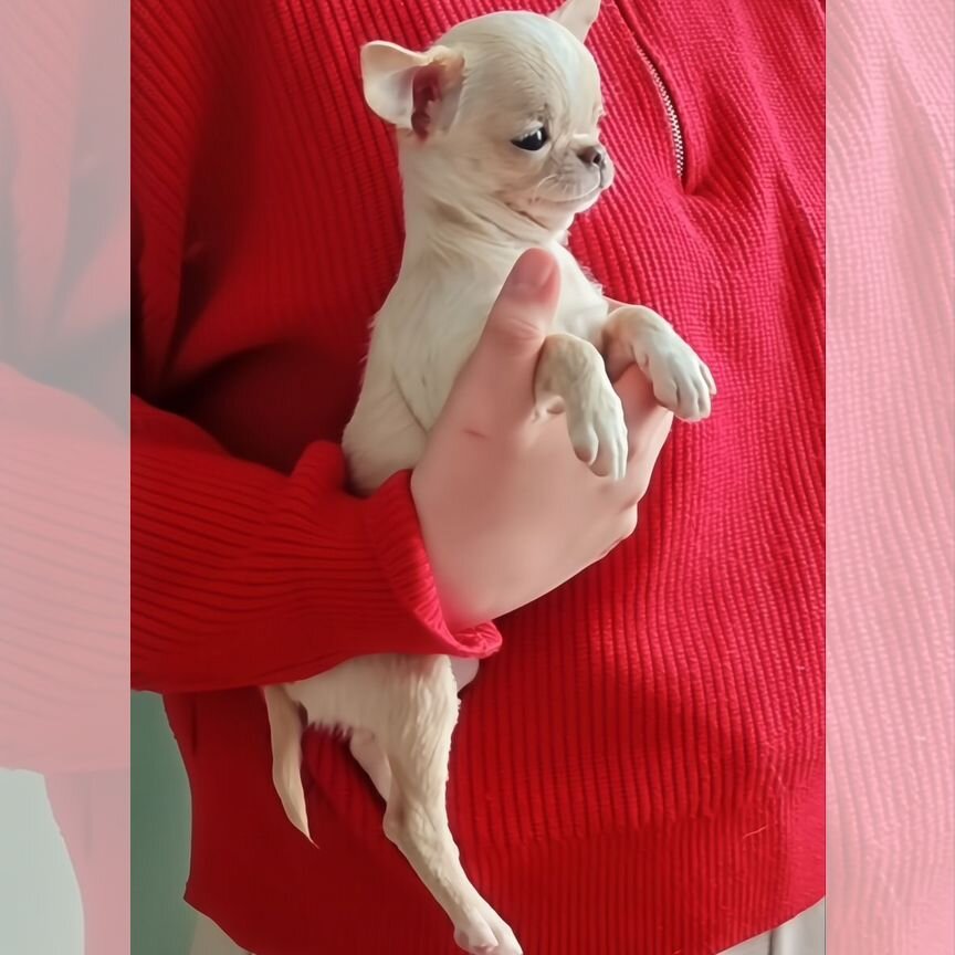 Чихуахуа, щенок