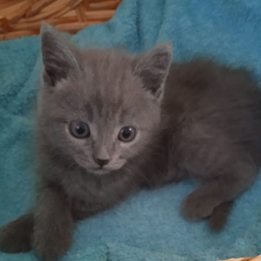 Котенок
