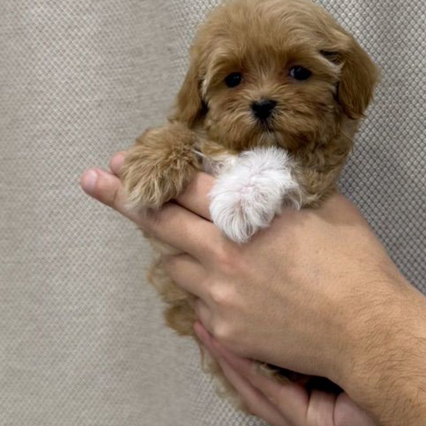 Мальтипу, щенок