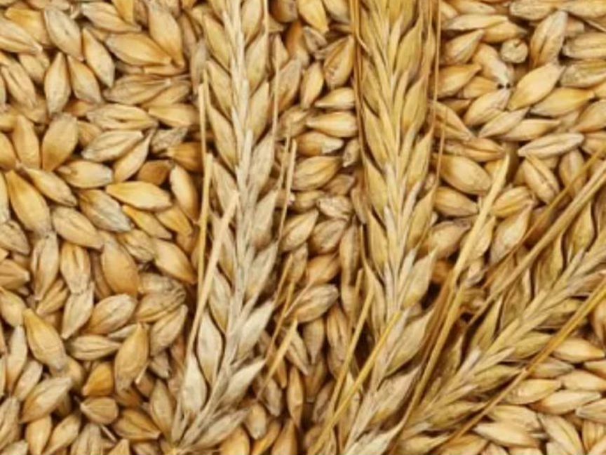 Зерно ячмень