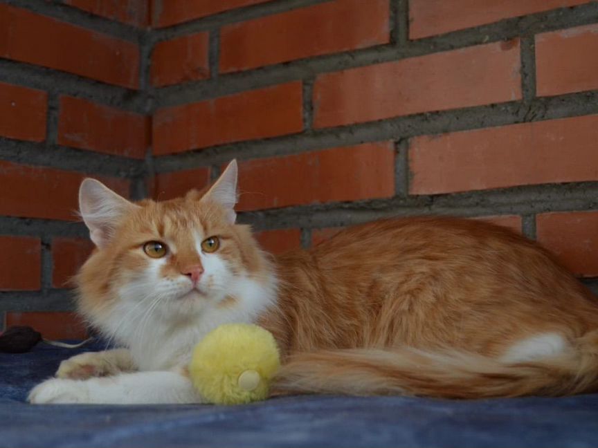 Котик в добрые руки