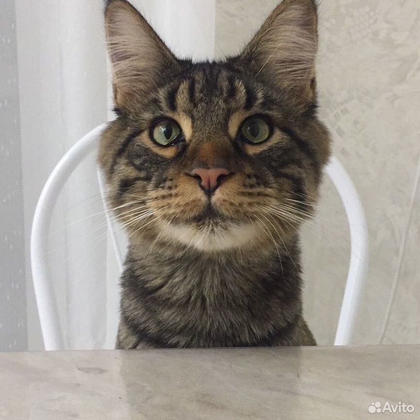 Отдам мейн-кун