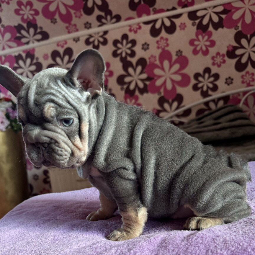 Французский бульдог лиловый Бигроп