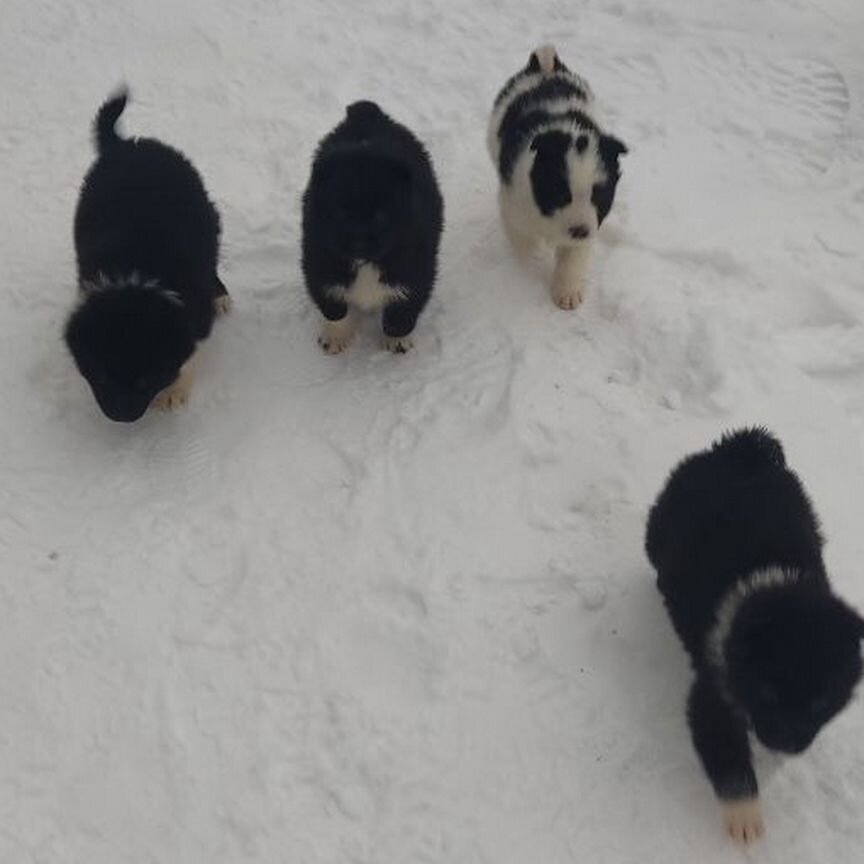 Лайка, щенок