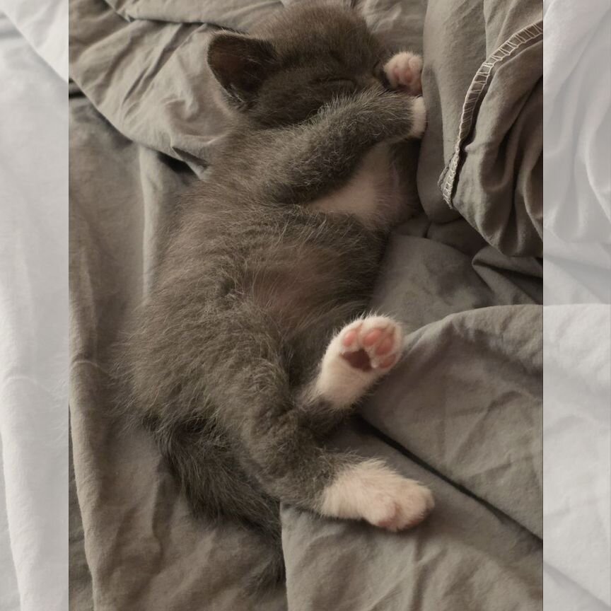 Шотландский прямоухий длинношёрстный котёнок