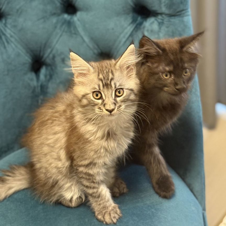 Мейн-кун котёнок