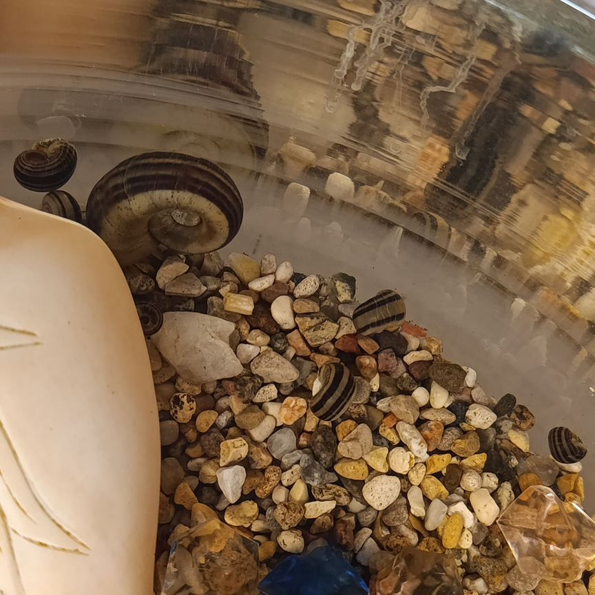 Улитки аквариумные