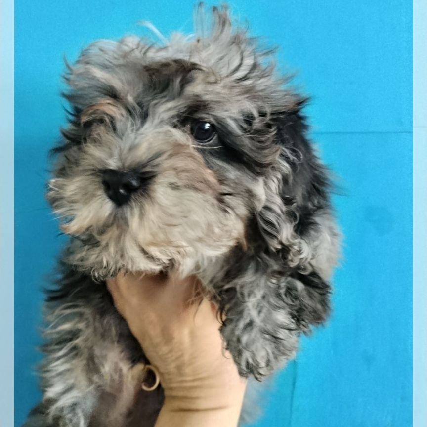 Кавапу, щенок