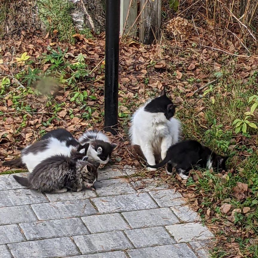 5 Котят в Комарово