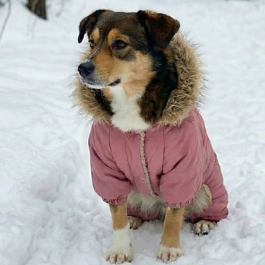 Взрослая собака в добрые руки
