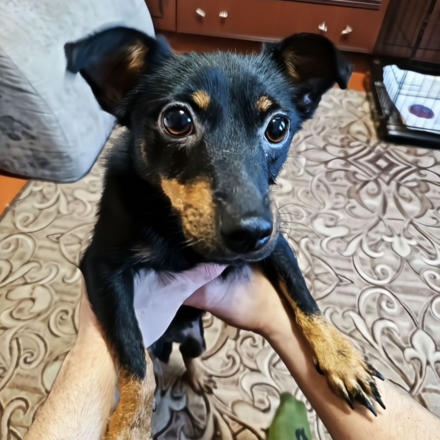 Цвергпинчер, взрослая собака