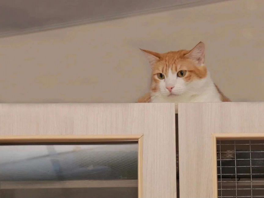 Кошка ищет дом