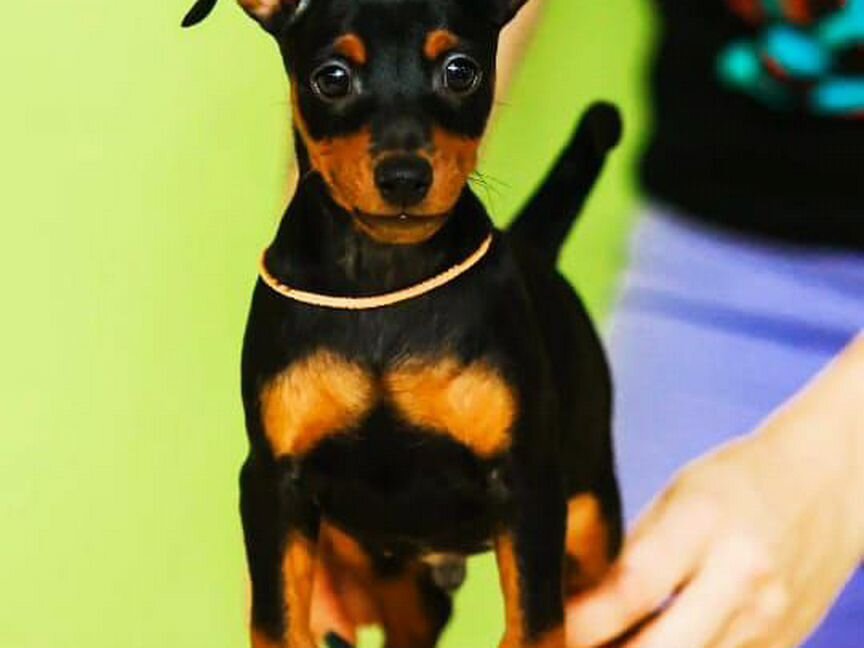 Щенки цвергпинчера