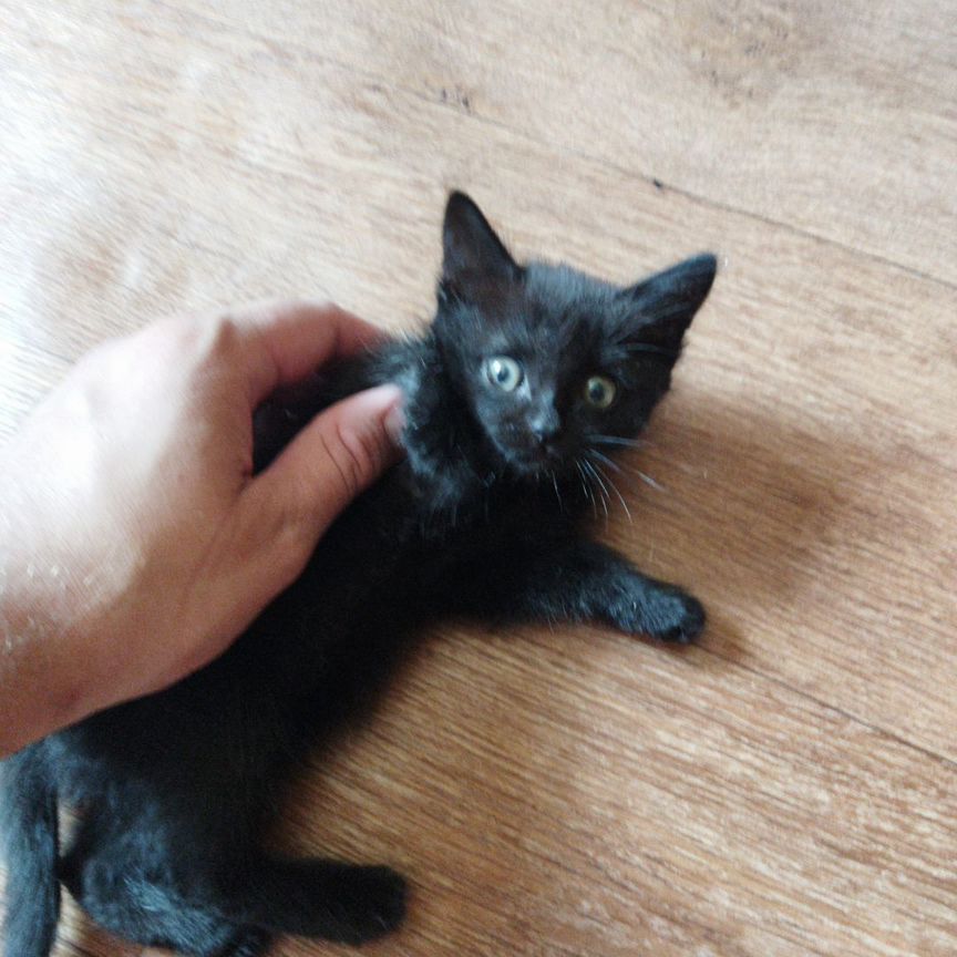 Черный котенок