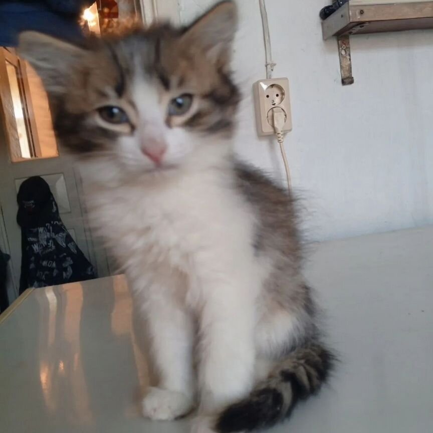 Котёнок в добрые руки