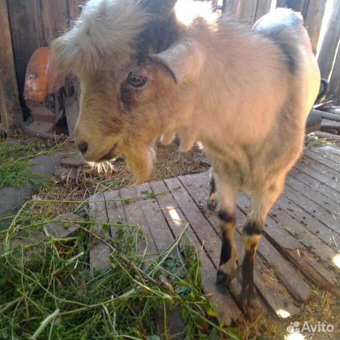 Чешский козлы